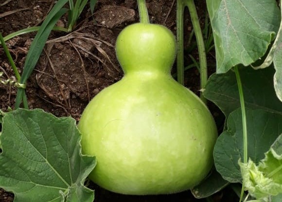 Creative Farm Solutions